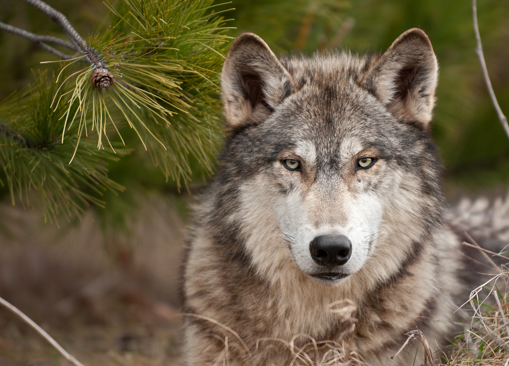 Largest ever wolf cull takes place in Sweden | IceNews - Daily News