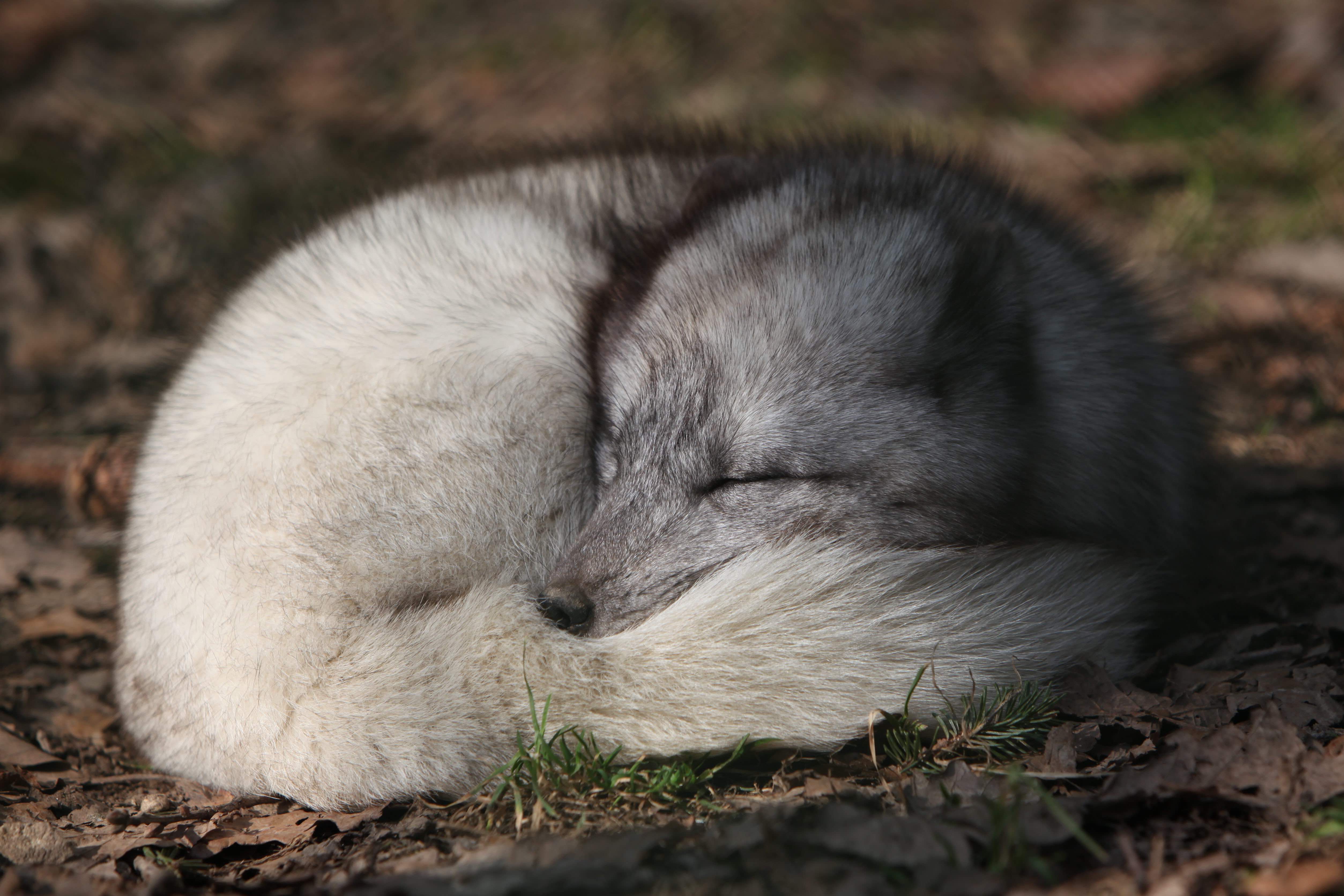 Furs for the homeless in Iceland, PETA donation of fur spray-painted ...