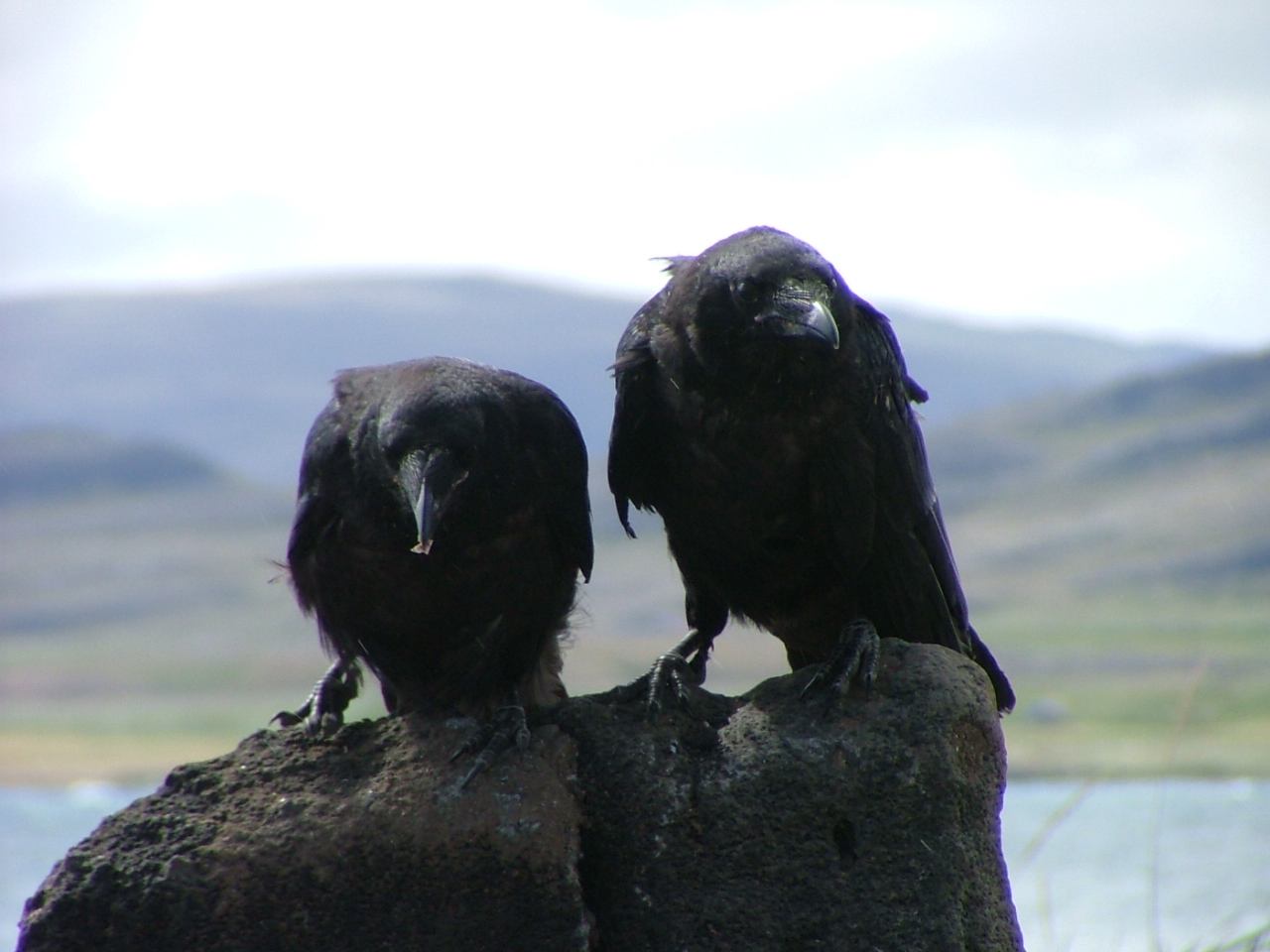 Ravens, Icelandic mythology and folklore | IceNews - Daily News
