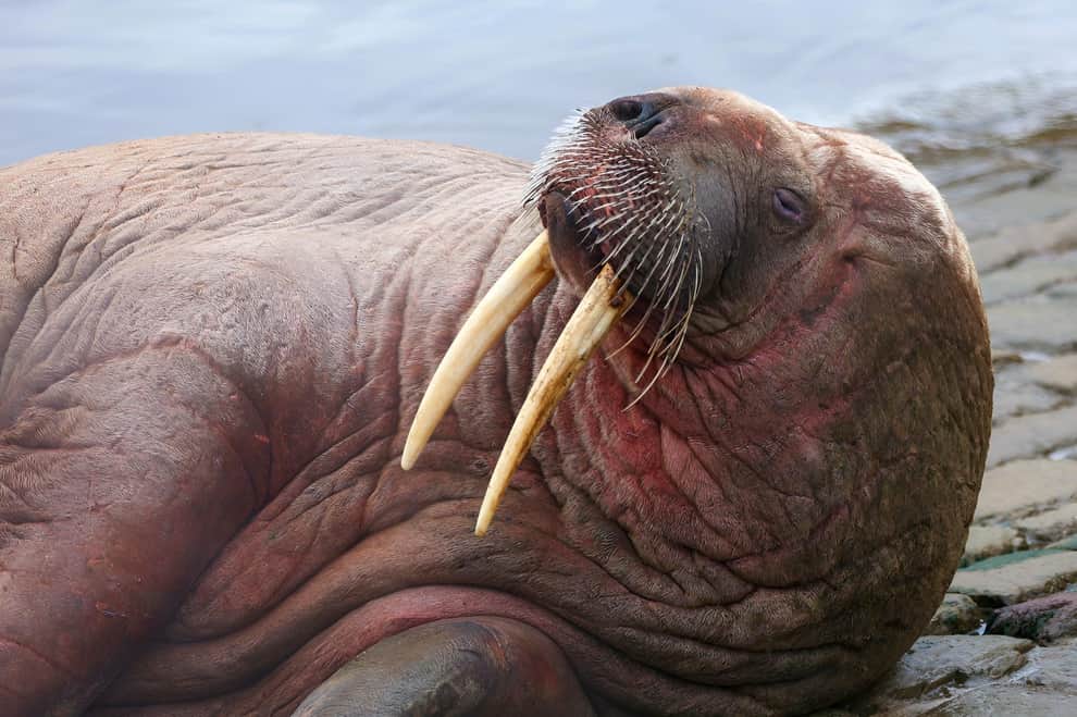 Infamous walrus Thor spotted in Iceland | IceNews - Daily News